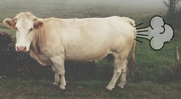 Today we talk cow farts, but the New England Patriots ain’t smelling ...